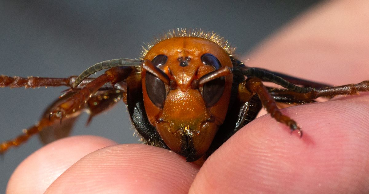 More Murder Hornets Spotted in Washington State