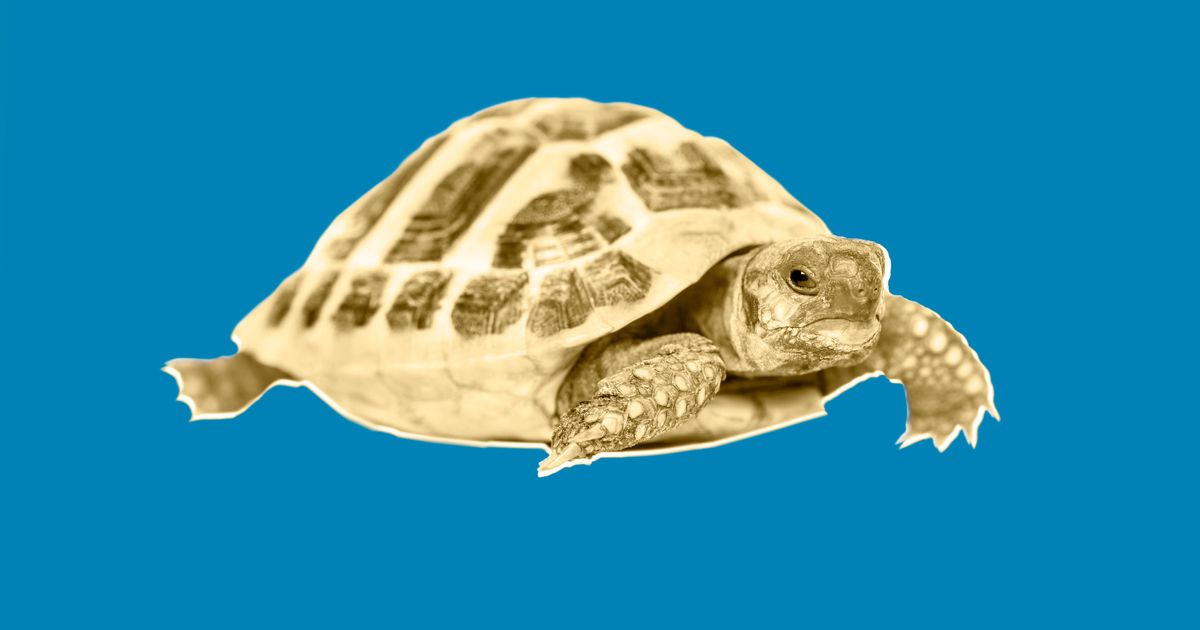 What Made a Bunch of Macedonian Tortoises Go Gay? -- Science of Us