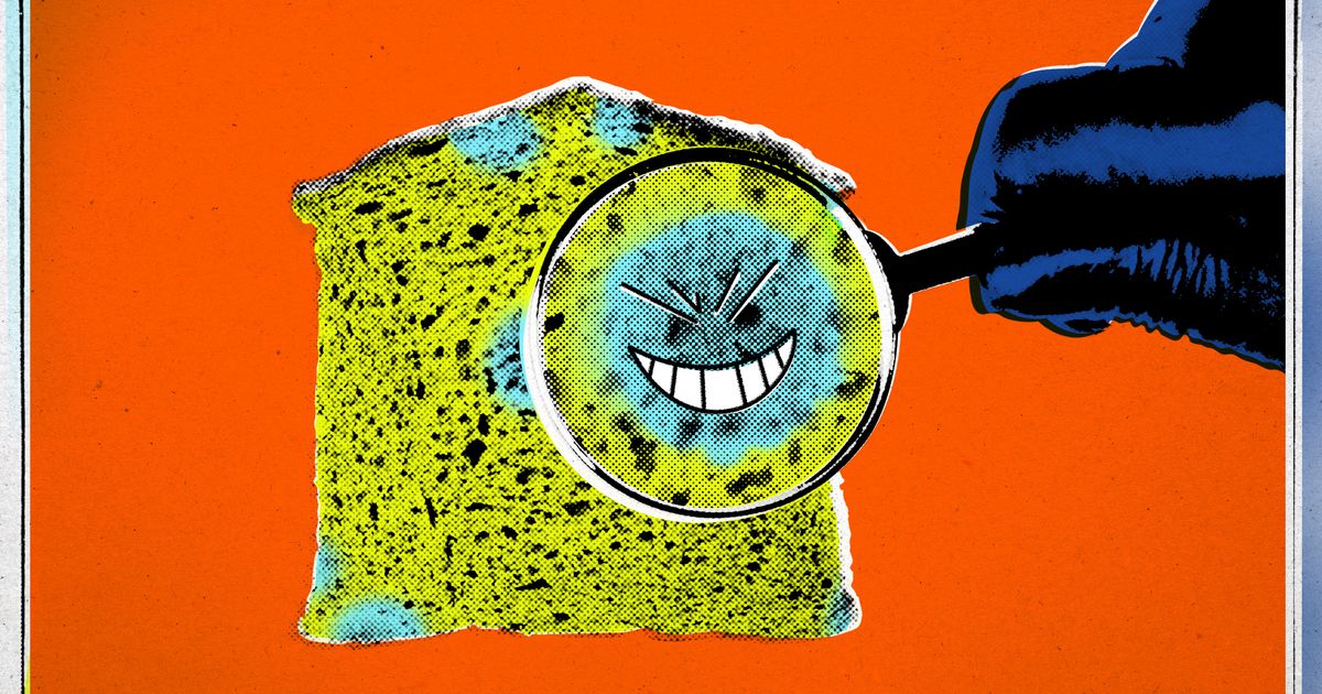The Best Mold Experts in NYC 2022