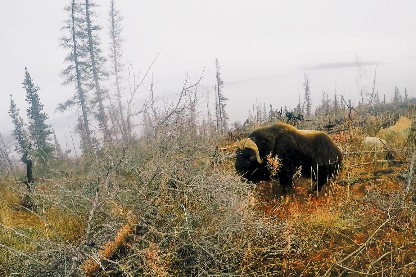 The Making of ‘Alone,’ the History Channel’s Reality TV Show