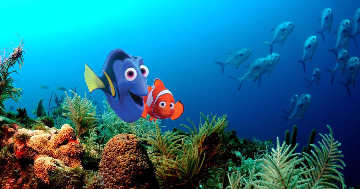 Thanks to Orca Documentary Blackfish, Finding Nemo Sequel Gets a Change ...