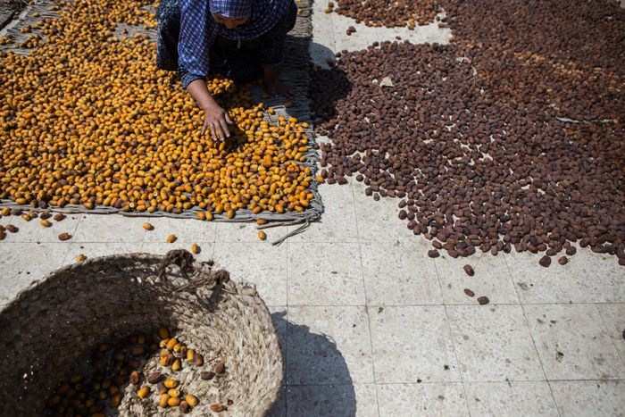 Photographer Christina Rizk on Date-Palm Harvesting in Egypt