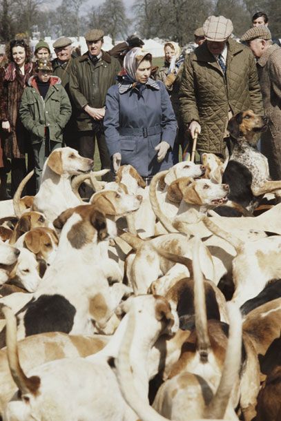 See Queen Elizabeth With Corgis, a Panda, Elephants, and Other Animals
