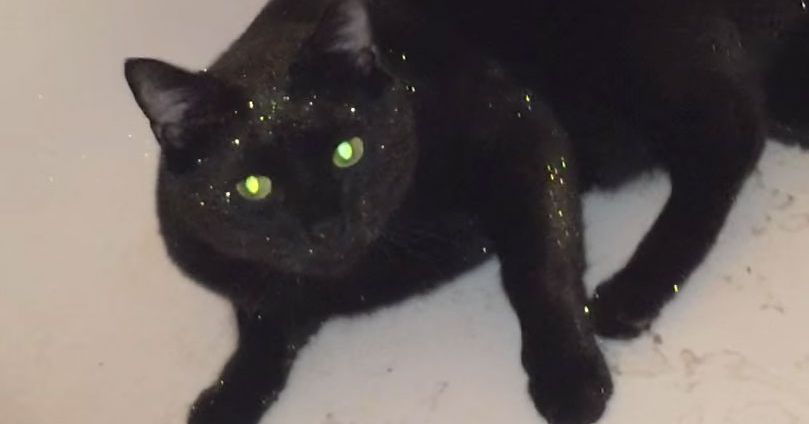 This Cat Rolling in Glitter Is the Best Makeup Tutorial