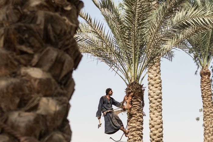 Photographer Christina Rizk on Date-Palm Harvesting in Egypt