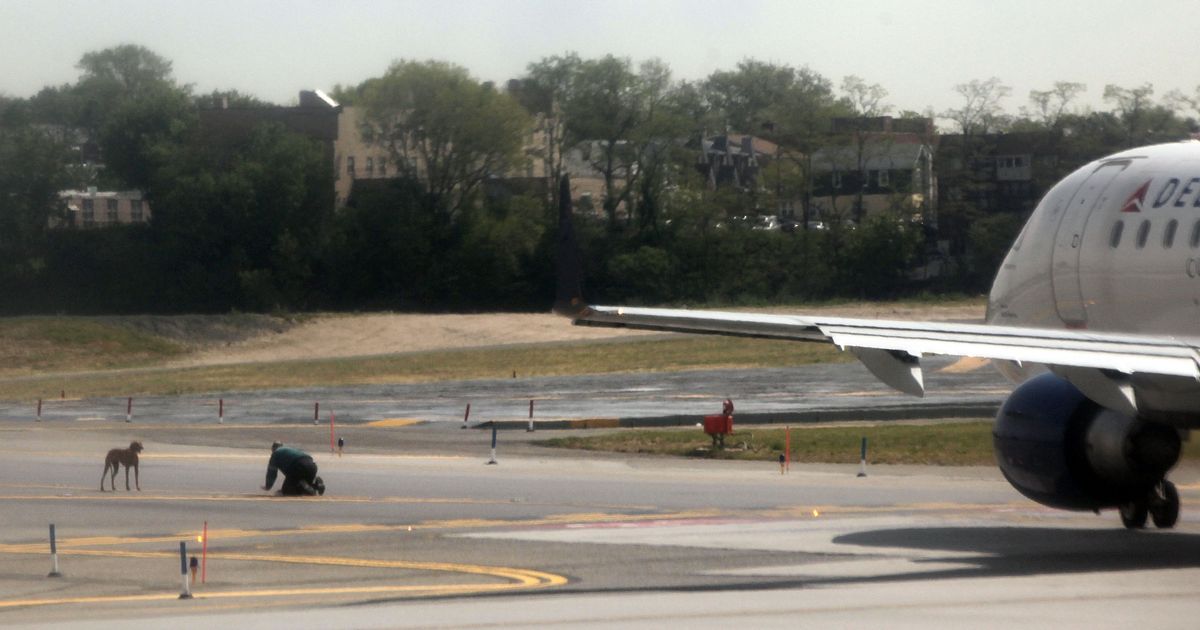 Dog on Runway Delays Flight at LaGuardia