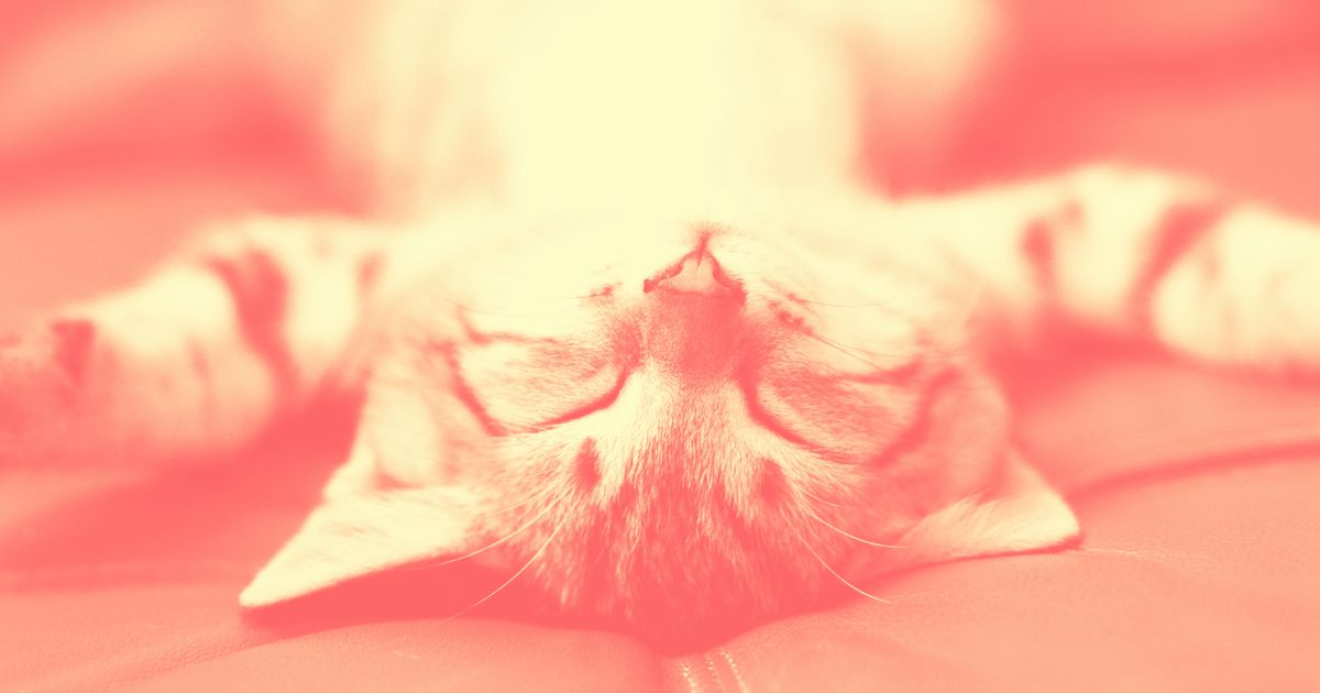 How to Set Yourself Up for the Perfect Nap -- Science of Us