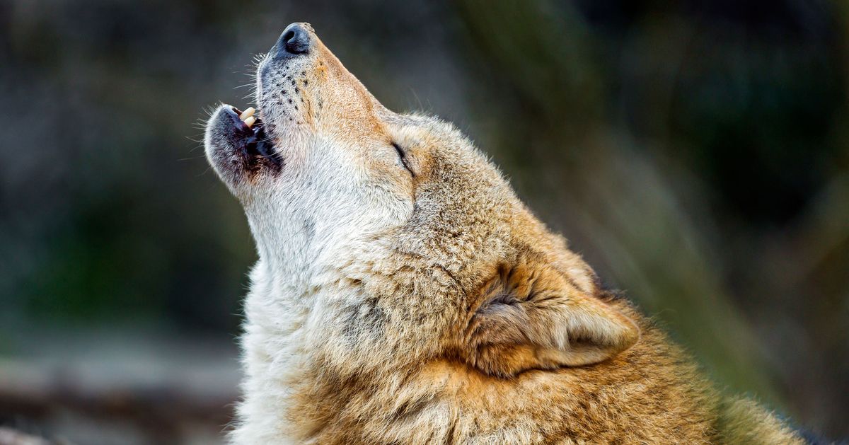 Wolf Howls Have a Signature ‘Shape’ -- Science of Us