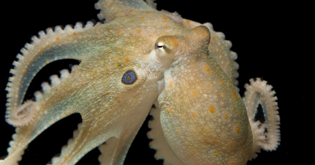 Octopuses Get High on MDMA — and Get Touchy-Feely Like Us