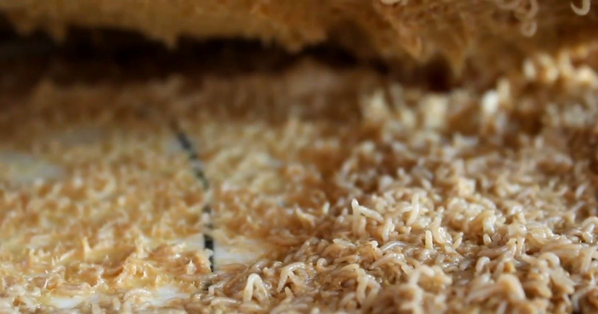 Watch a Close-up Video of Casu Marzu, Now Available in Astoria