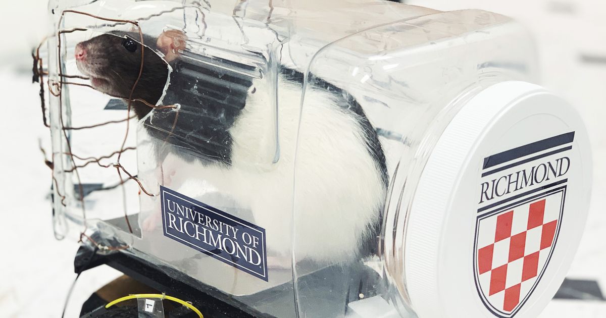 Scientists Are Teaching Rats How to Drive Tiny Rat Cars