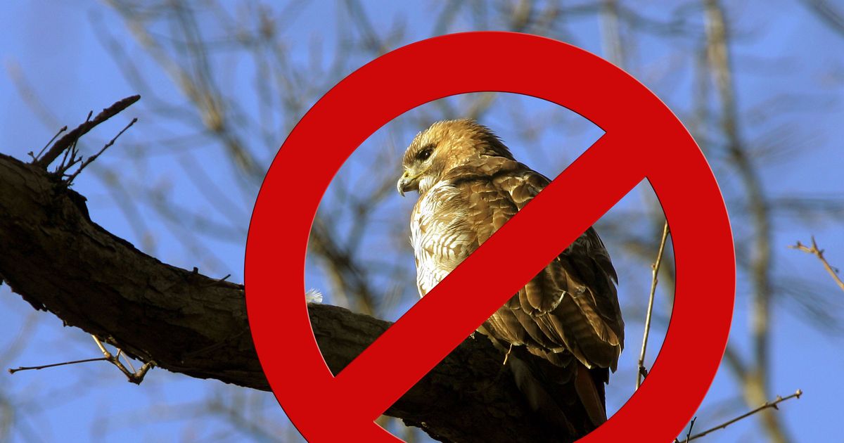 There’s Bird Poop Partly Blocking the Hawk Cam