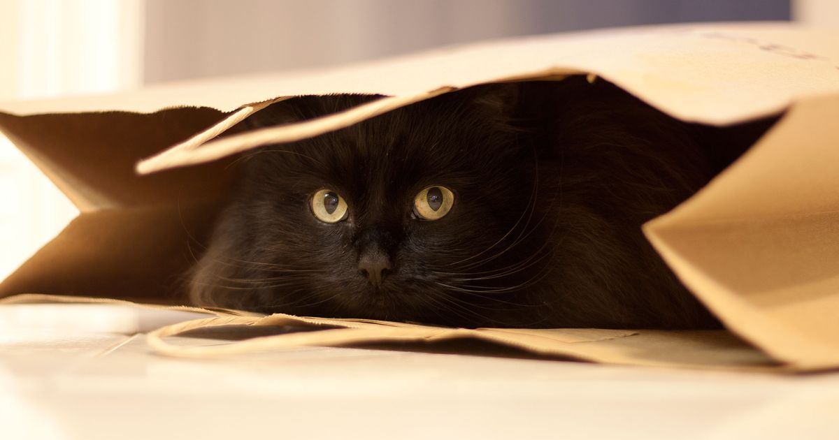 The Evolutionary Reason Cats Are Badass Loners -- Science of Us