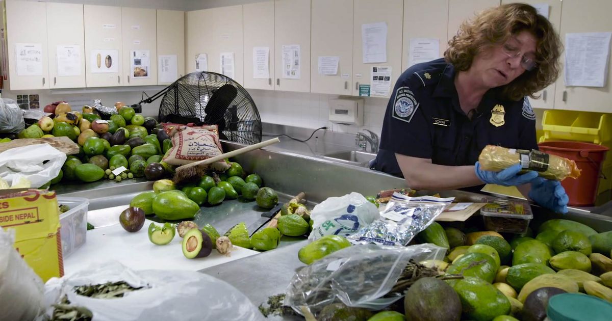 Here’s Where Your Food Goes Once It’s Confiscated at the Airport