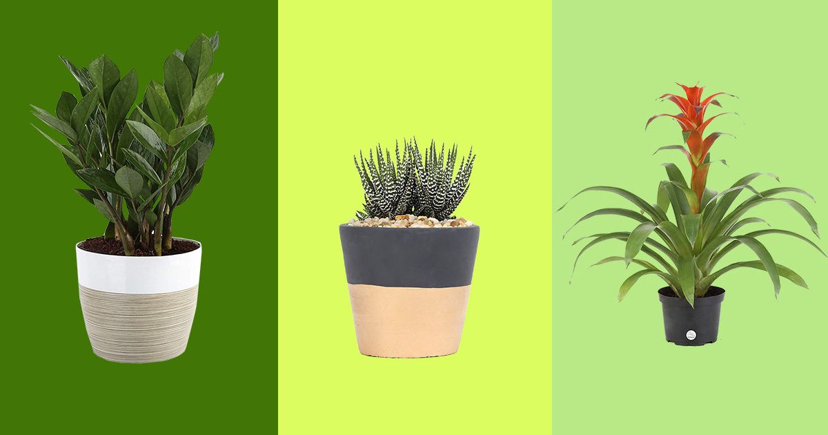 Indoor Gardening Sale on Amazon 2019 | The Strategist