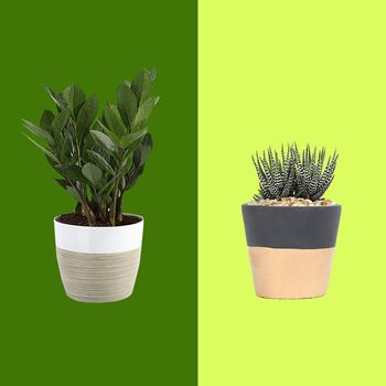 Indoor Gardening Sale on Amazon 2019 | The Strategist