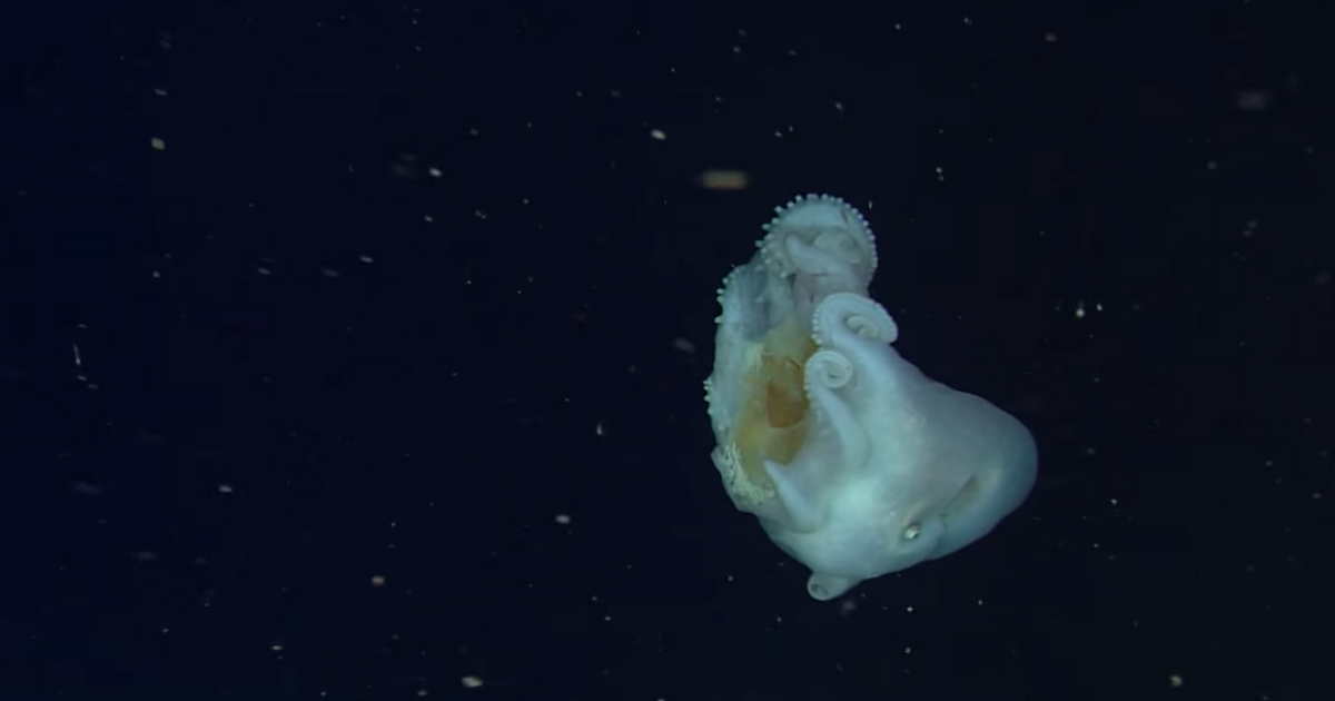 A Video Captured One of the Most Mysterious Octopuses Eating -- Science ...