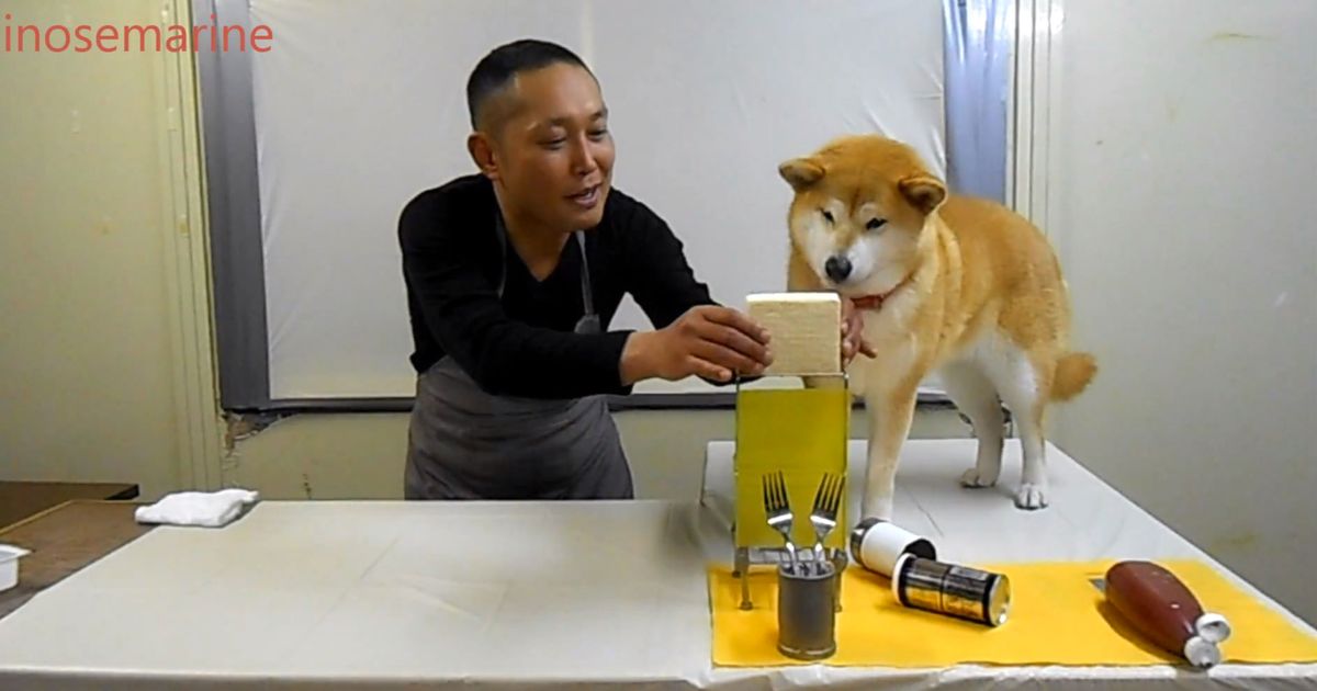Watch This Impressively Trained, Totally Cute Shiba Inu ‘Sabotage’ a ...