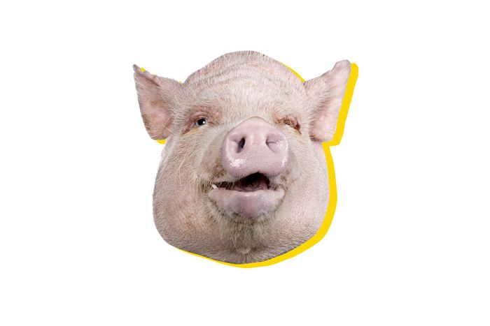 Why Humans Monitor a Lot of Animals Using Facial Recognition