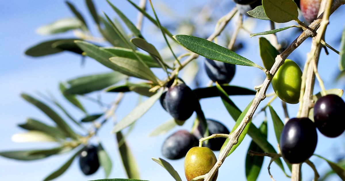 Insect Infestation Threatens Italy’s Supply of Olive Oil