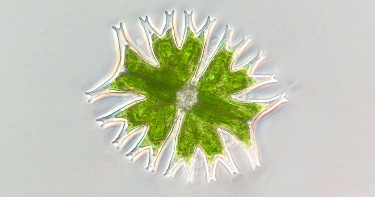 A Instagram Dedicated to New York’s Microscopic Organisms