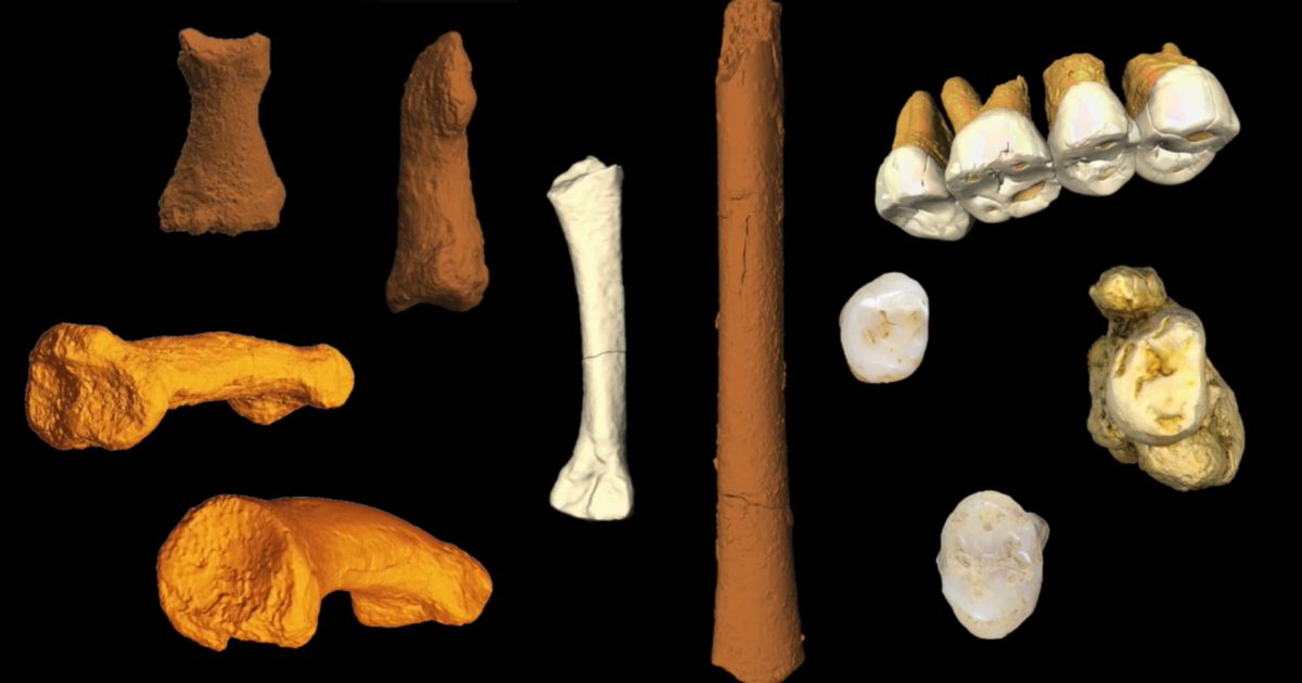 These Bones Belong to a New Species of Ancient Human