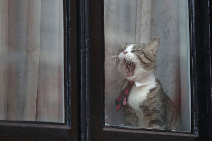 What Happened to Julian Assange’s Embassy Cat?