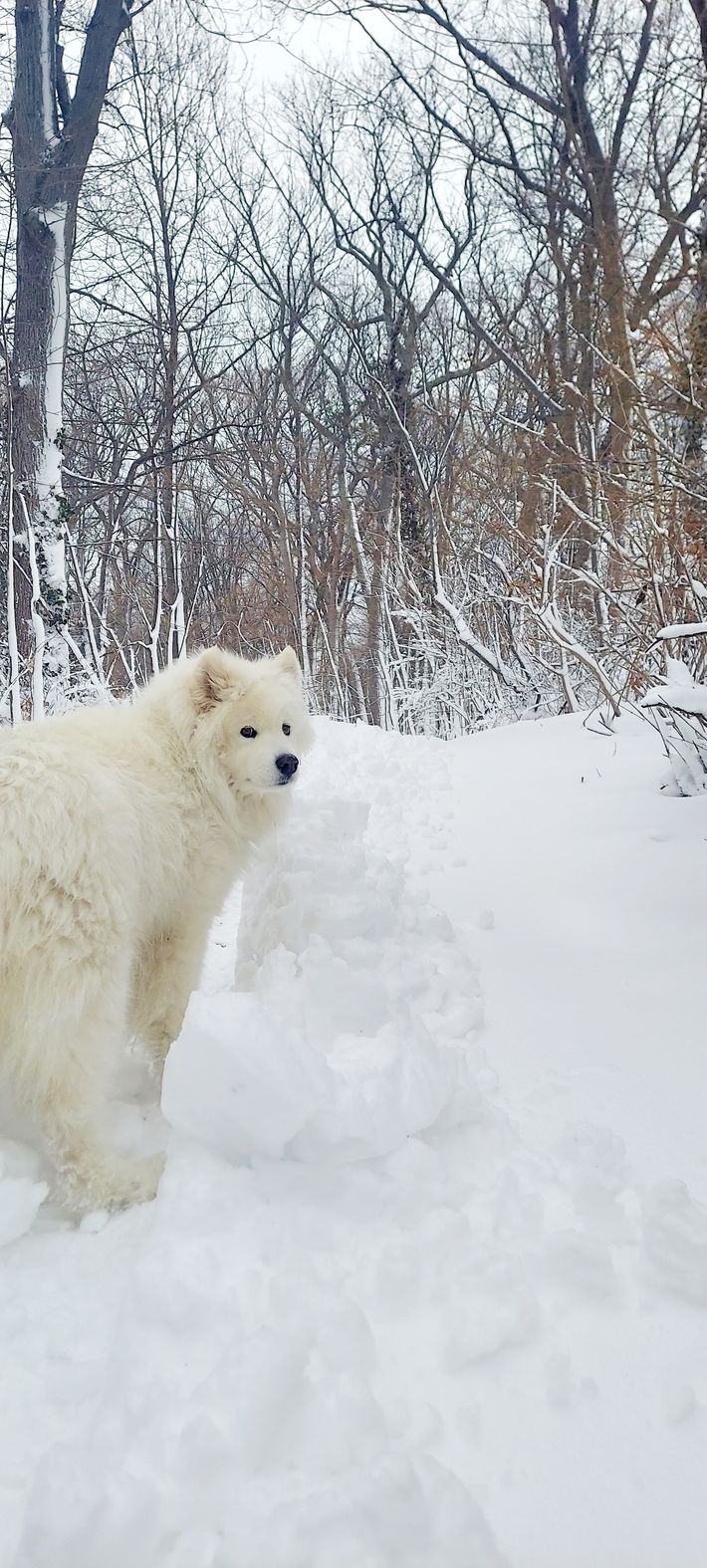 Scenes From Your Blizzard: Photos of Snow-Covered NYC