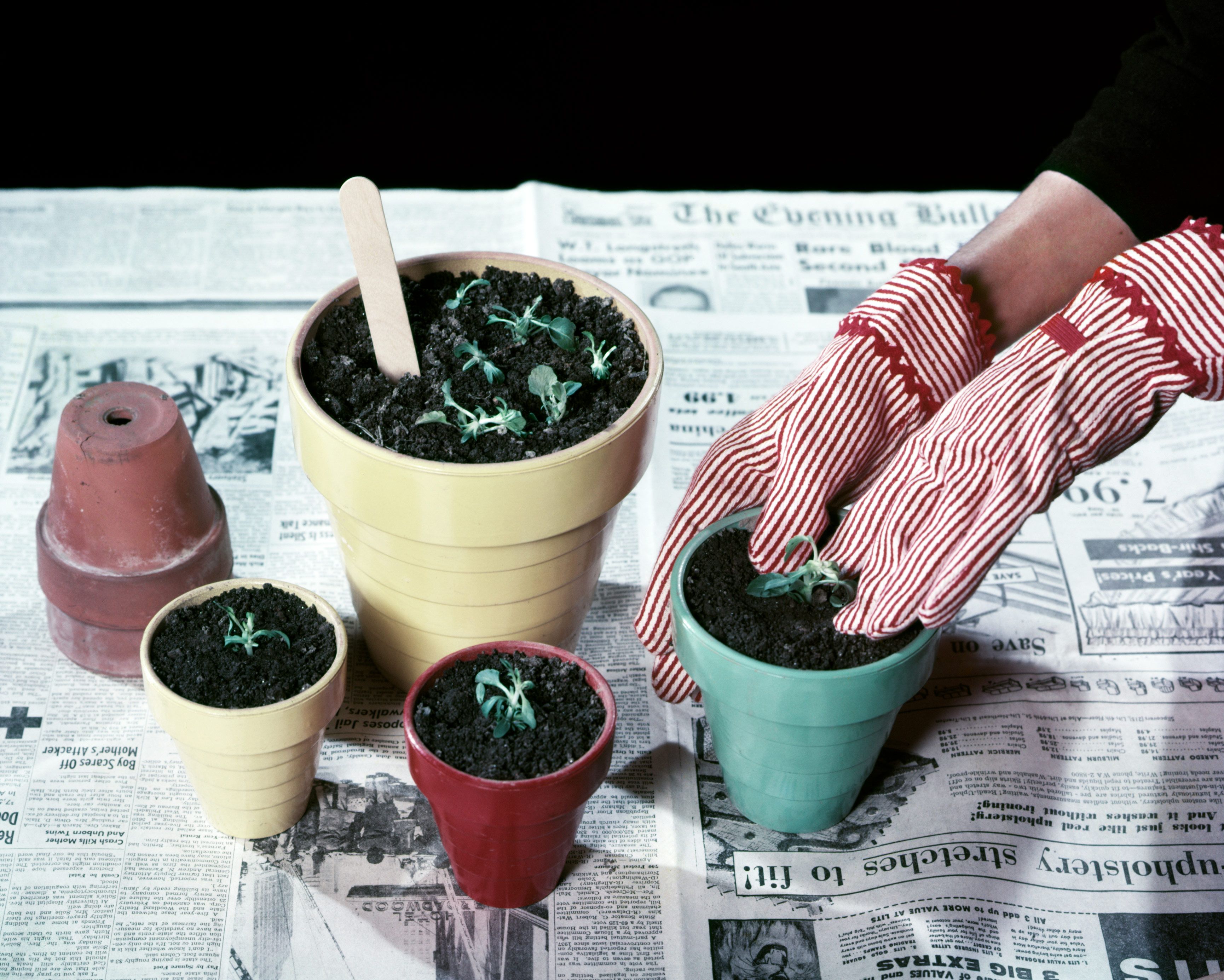 Potted Plants