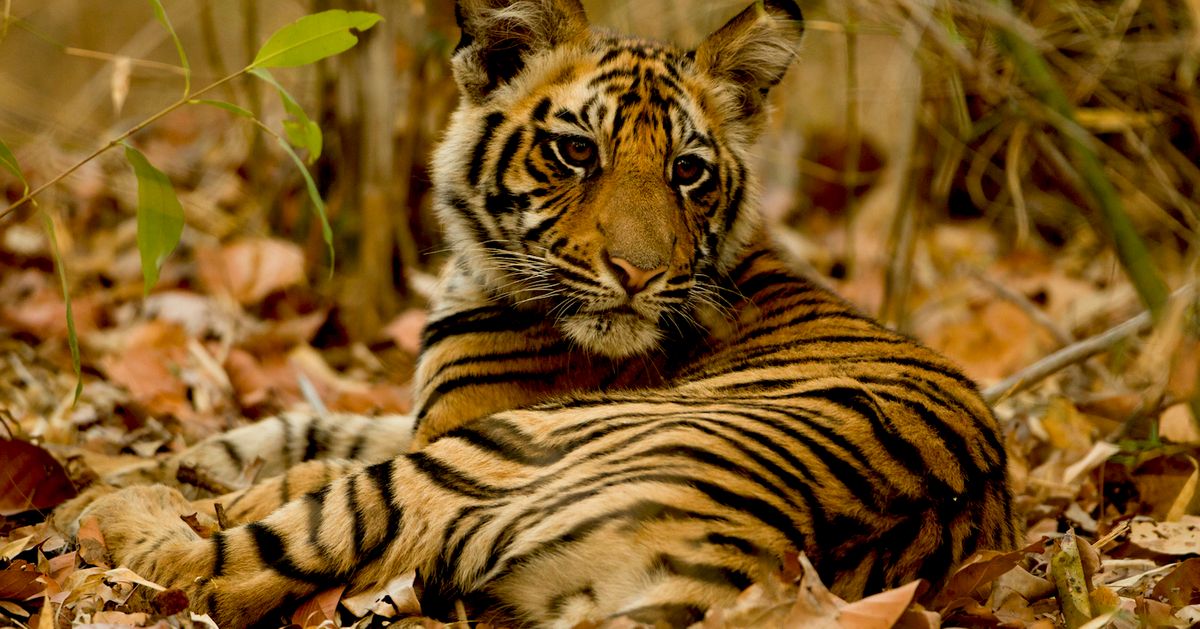 Houston Tiger Heads to Animal Sanctuary After 6 Days on Lam