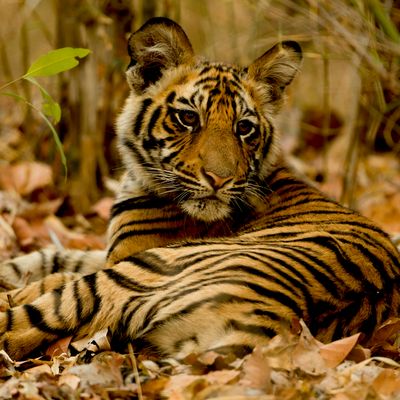 Houston Tiger Heads to Animal Sanctuary After 6 Days on Lam