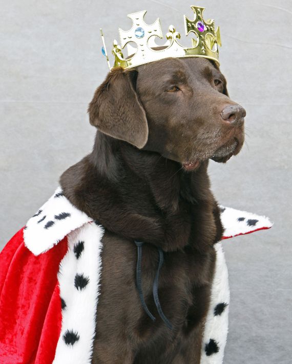 Meghan Markle and Prince Harry Got A New Dog