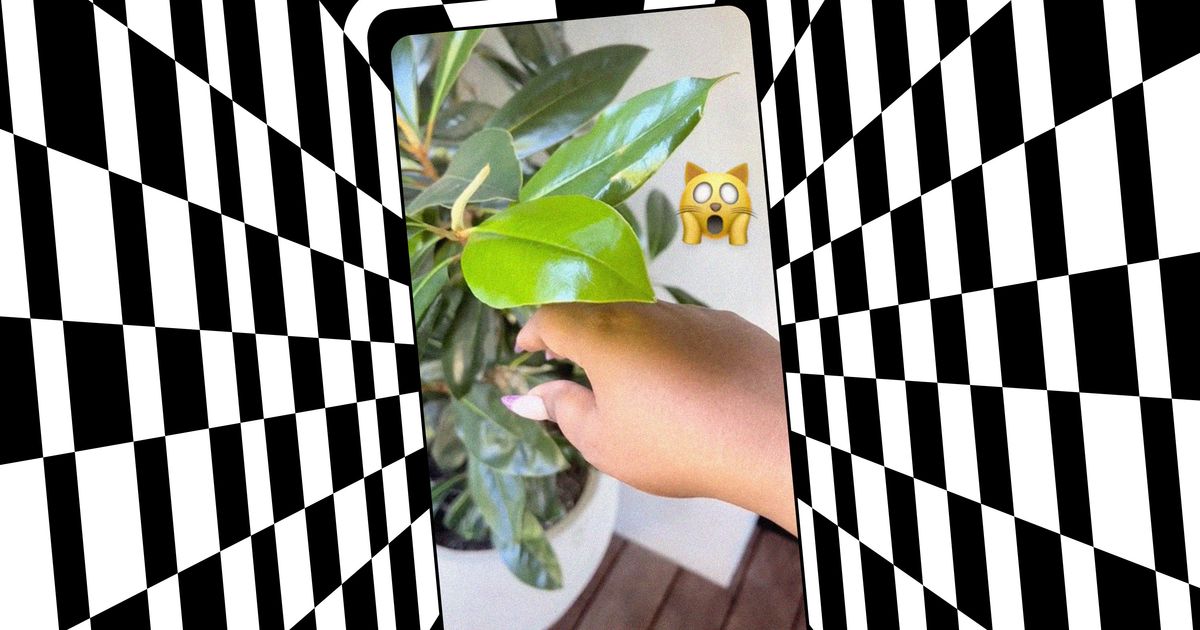 Why Is Everyone on TikTok Talking to Trees?