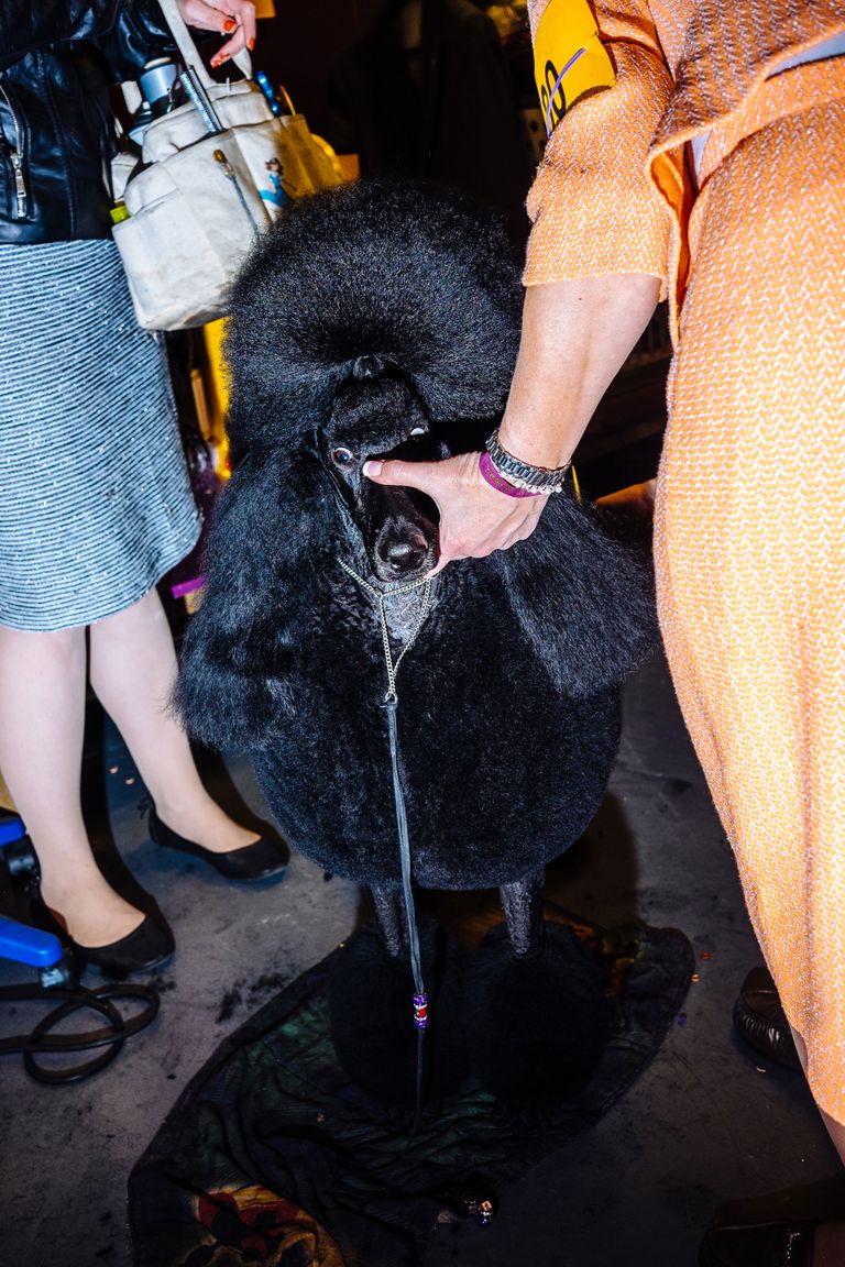 See All of the Primping Pups at the Westminster Dog Show