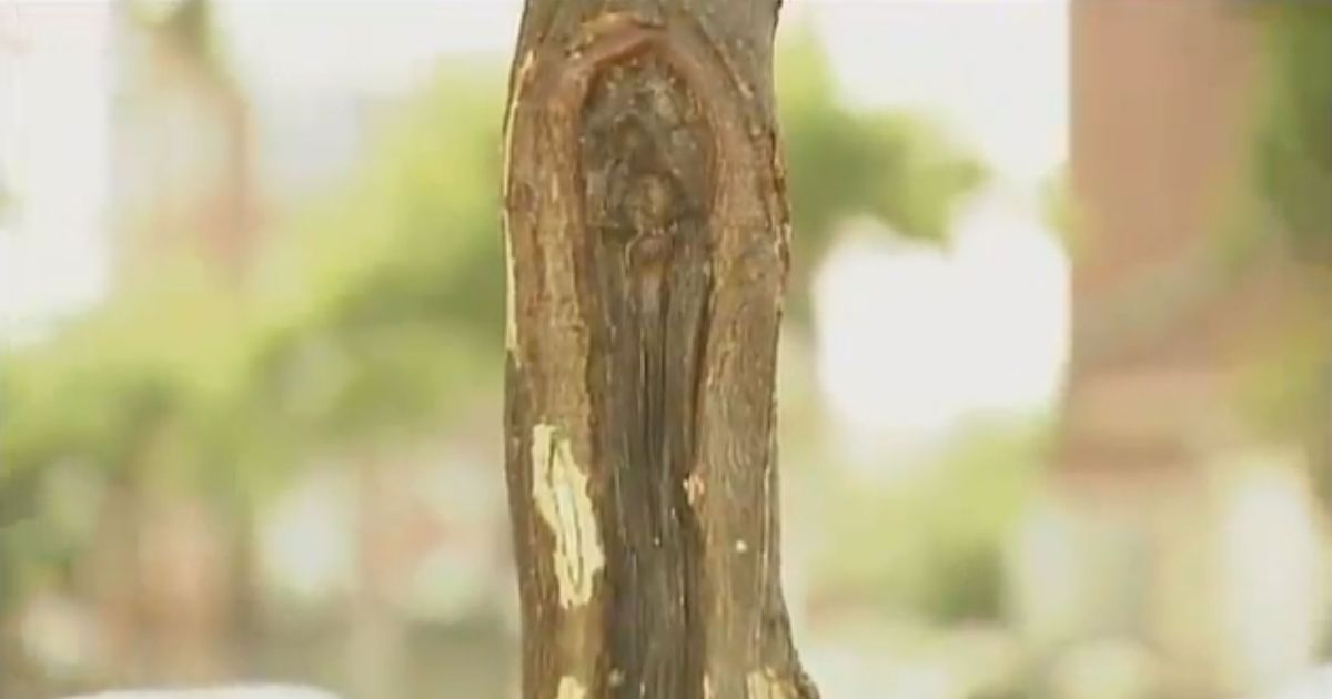 Normal Tree Thing in Local Tree? Or Another Virgin Mary Sighting?