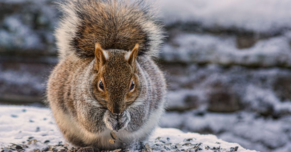 Toronto Squirrels Trying to Blame Weight Gain on Global Warming