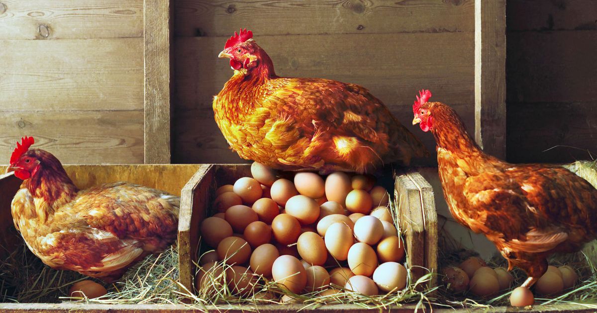 Ask Polly: Why Do Women Obsess About Babies and Fertility?