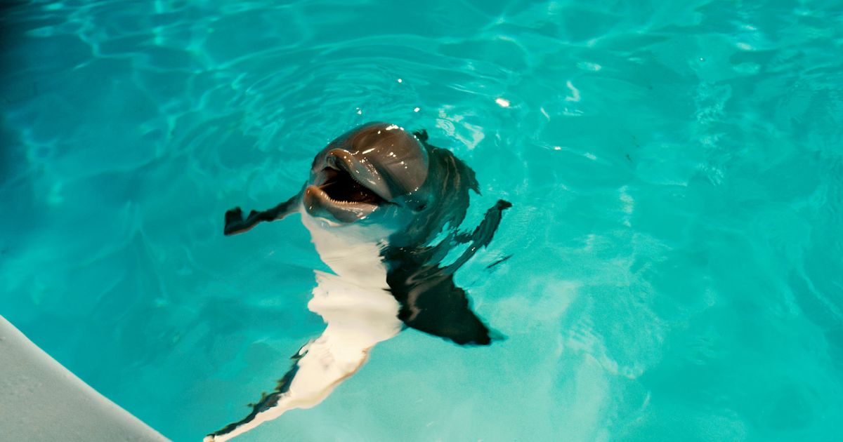 Fraternity Brothers’ SeaWorld Ice-Cream Burglary Goes Awry