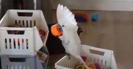 It’s Never Too Late to Discover This Bird Yelling Into a Cup
