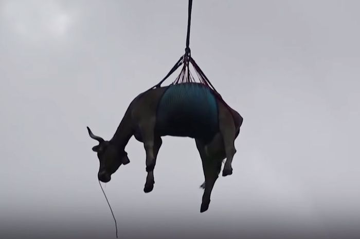 Oh, To Be a Cow Airlifted Through the Swiss Alps