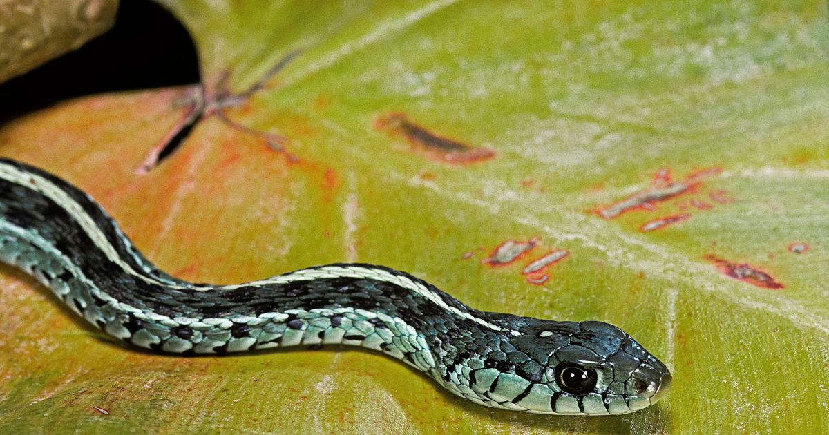 Independent Lady Snake Impregnates Herself