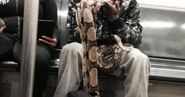 Man Snuggles 2 Huge Snakes on the Subway; Woman Next to Him Keeps Reading