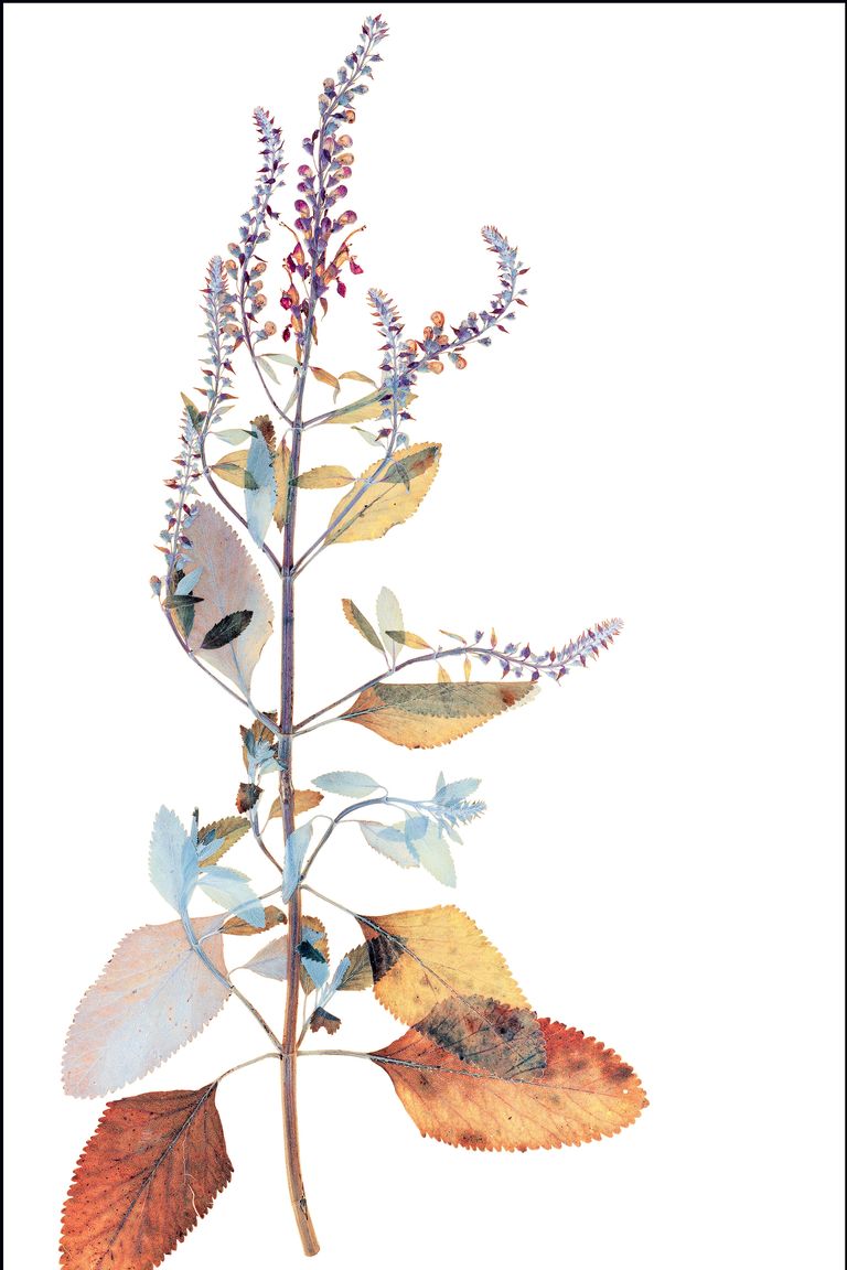 Instagram & Florals: Photos From Nick Knight’s New London Exhibit