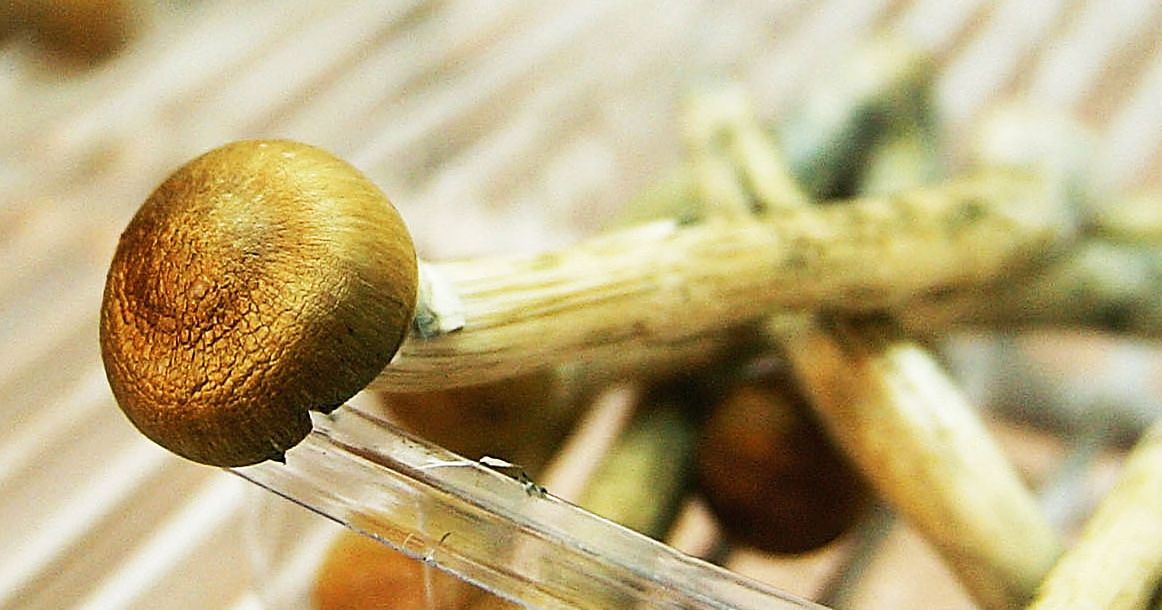 The Fight to Decriminalize Magic Mushrooms: What to Know