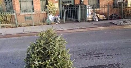 Police Save Trees From Man on Scooter