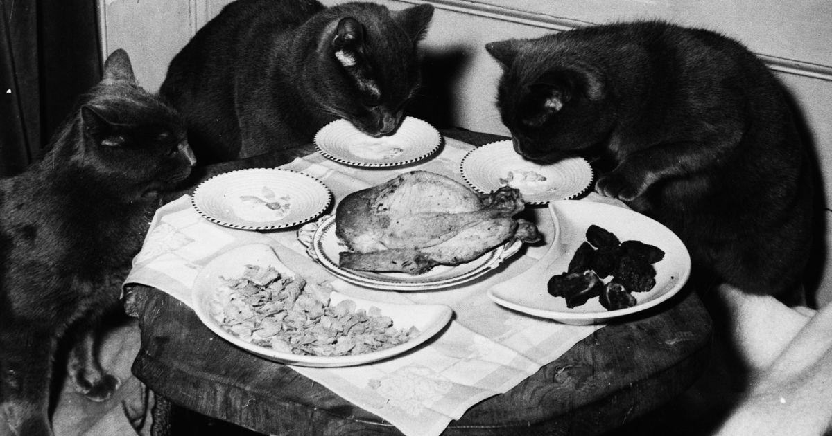 8 Best Cat Foods 2021 | The Strategist