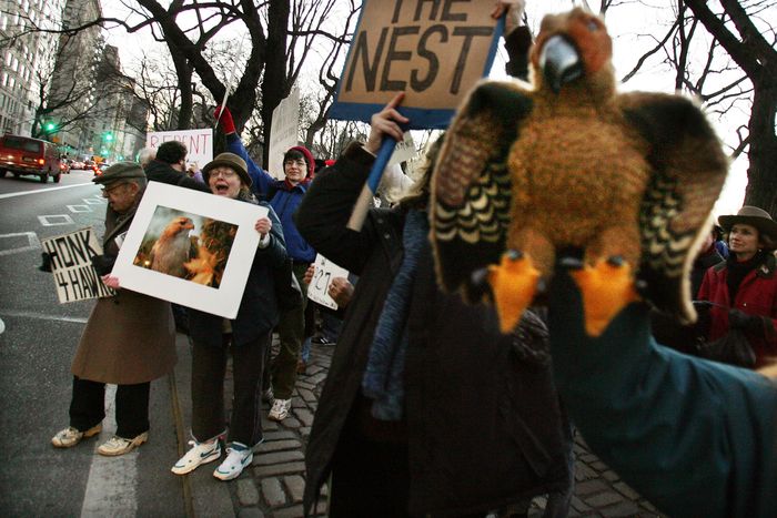 Pale Male, Fifth Avenue’s Beloved Hawk, Has Died