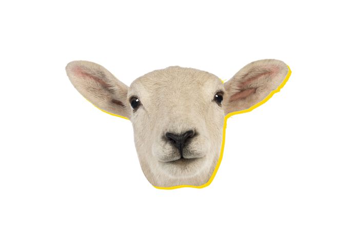 Why Humans Monitor a Lot of Animals Using Facial Recognition