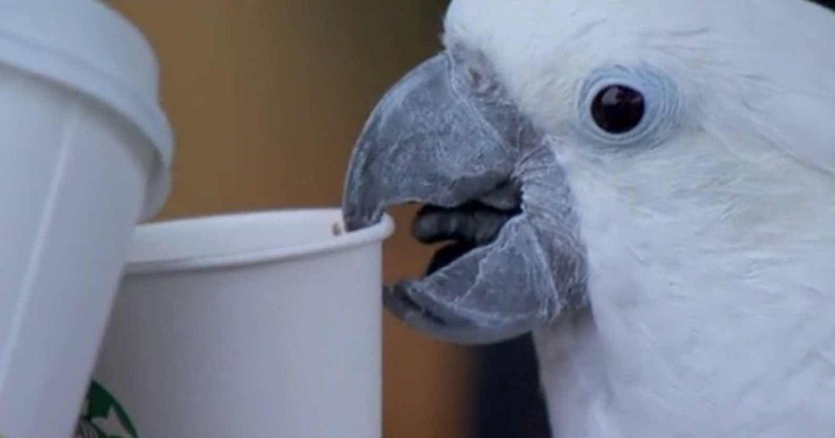 Here’s a Parrot That Just Loves Coffee