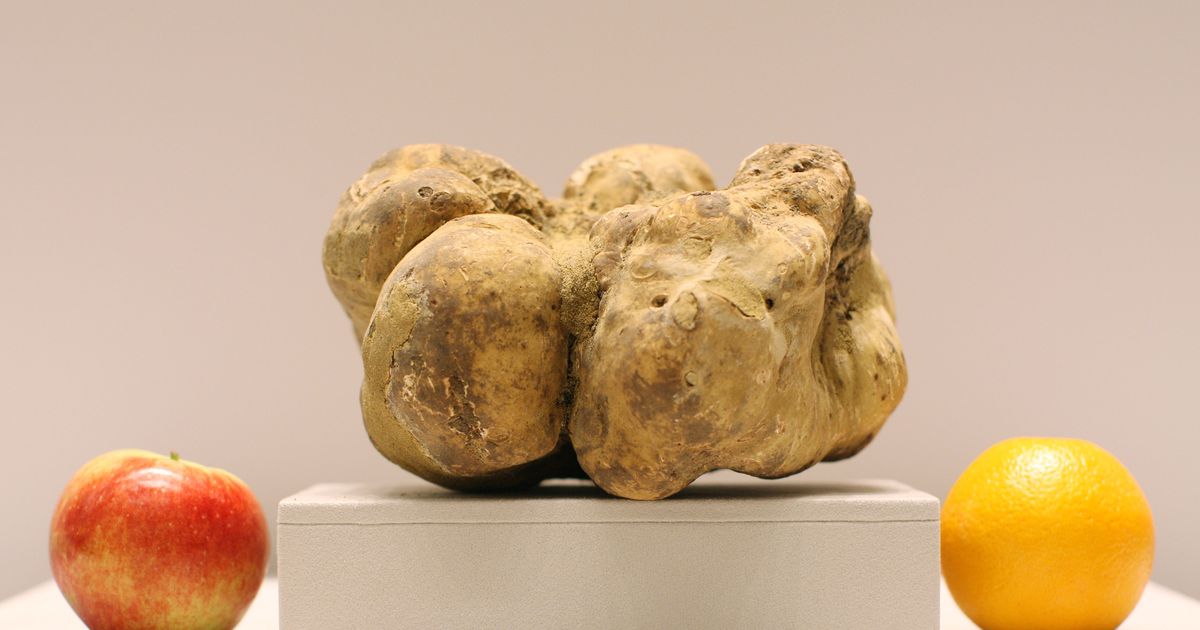 The ‘World’s Largest’ Truffle Sold for $61,250